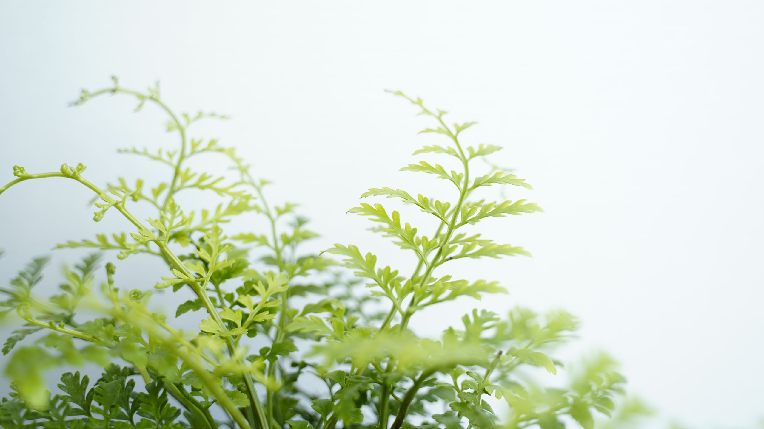 Austral Gem Fern | Famous In Oregon