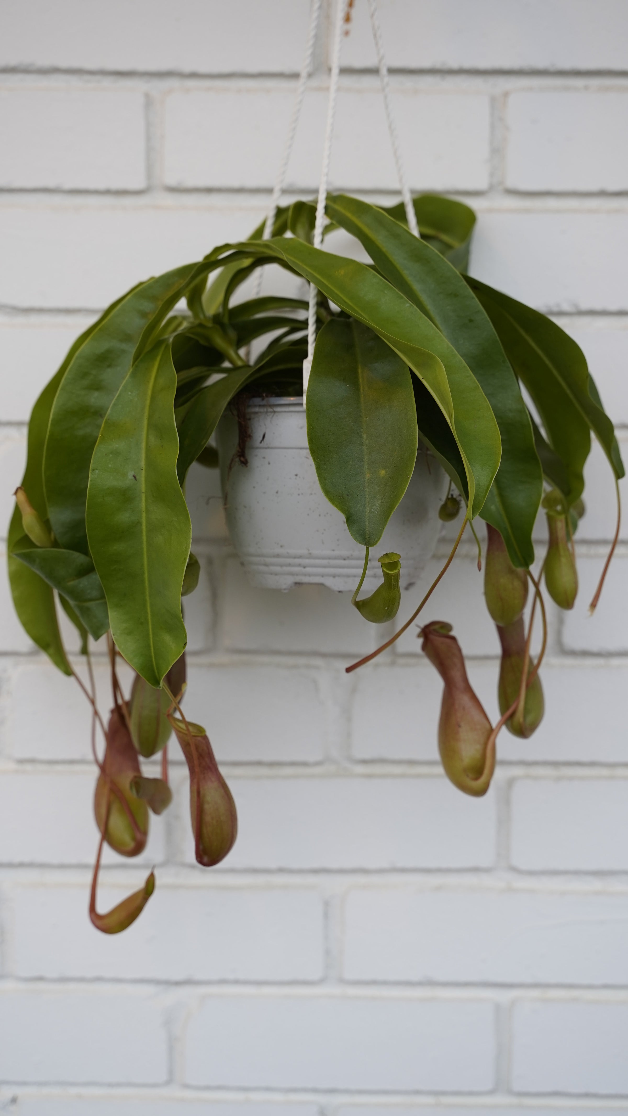 Hanging Pitcher Plant