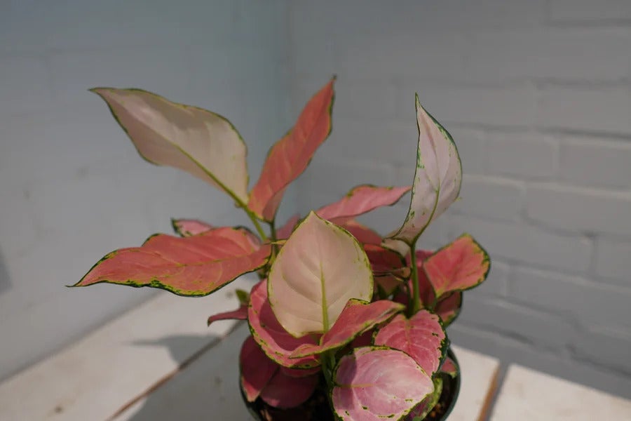 Aglaonema Auspicious Red | Famous In Oregon