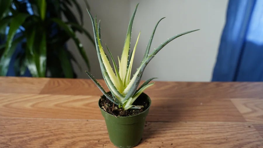 Aloe Solar Flare | Famous In Oregon