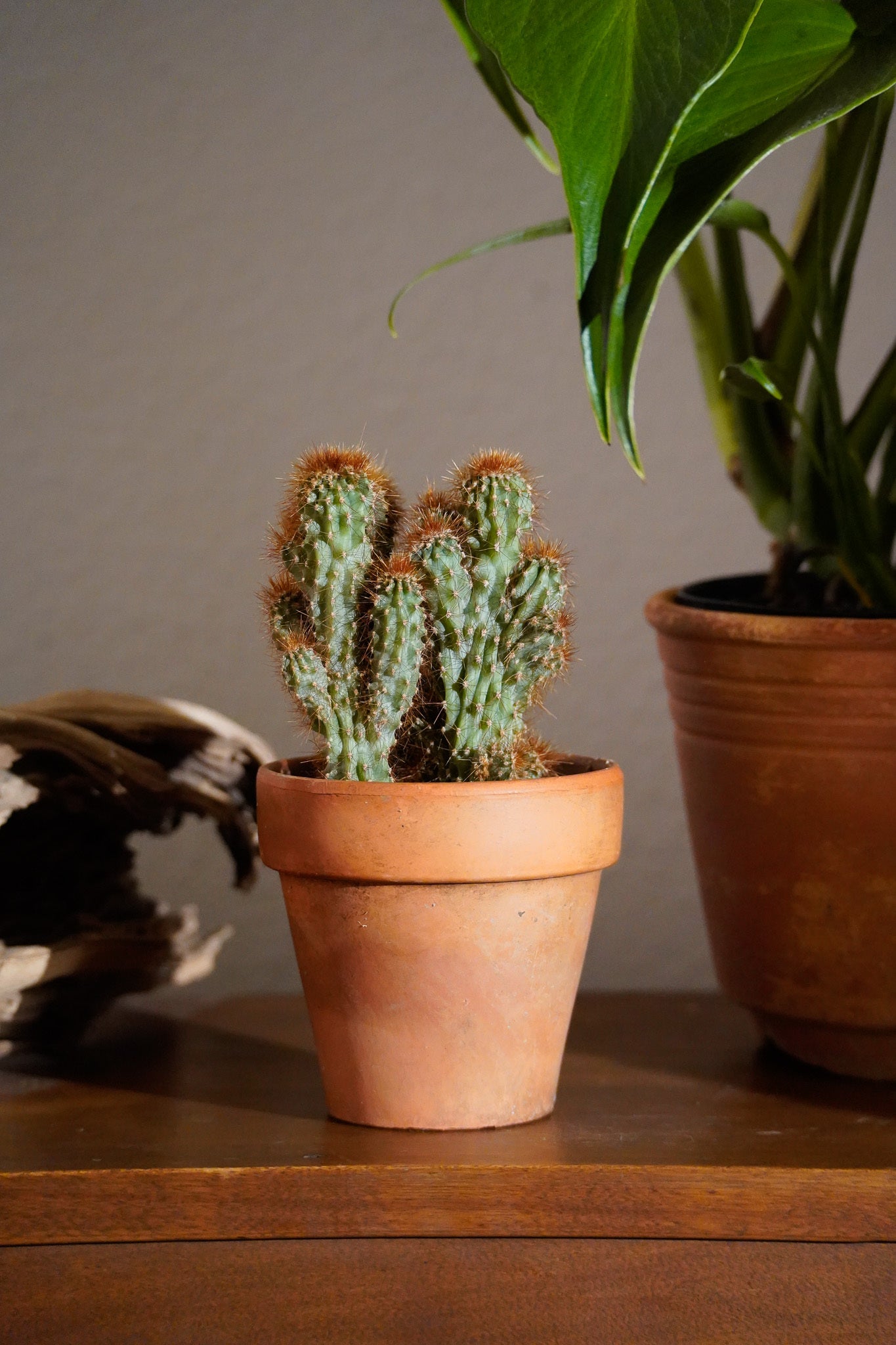 Copper Cactus | Famous In Oregon