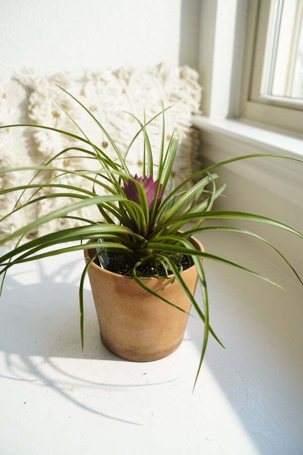 Quill Tillandsia | Famous In Oregon