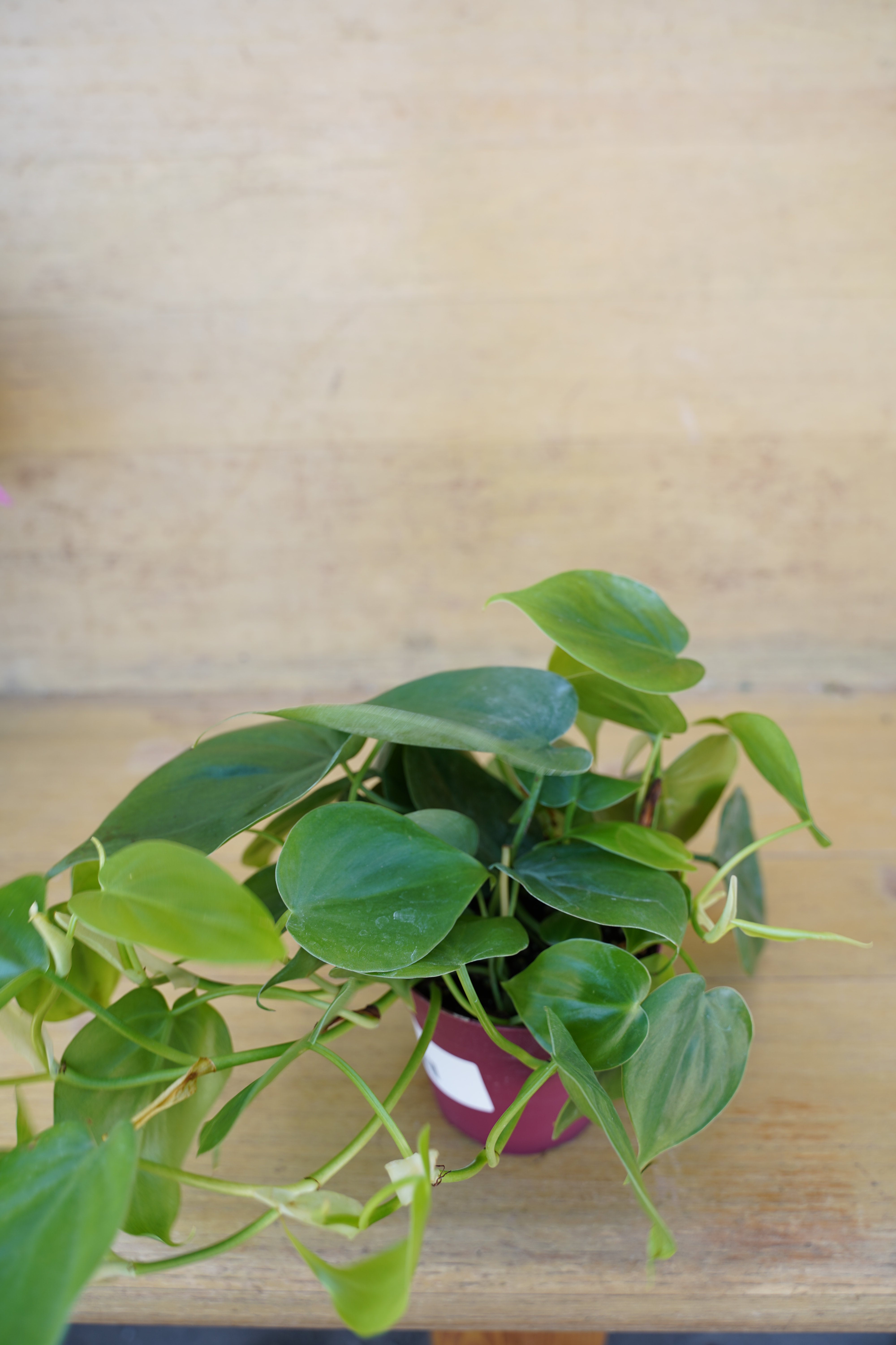Philodendron Cordatum Houseplant Famous In Oregon Philodendron Cordatum Houseplant Famous In Oregon